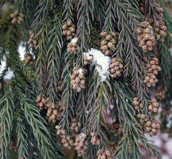 Cryptomeria from multiple nurseries on Plant Lust