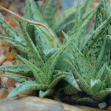 Aloe rauhii | Aloe rauhii 'Snowflake' | Aloe x 'Snowflake' | Snowflake ...