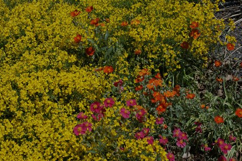 Genista lydia | Lydia Woadwaxen | plant lust