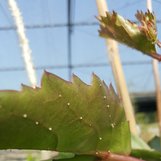 Cyphostemma 'Fat Bastard' | Cyphostemma 'Fat Bastard' [juttae x hardyi ...