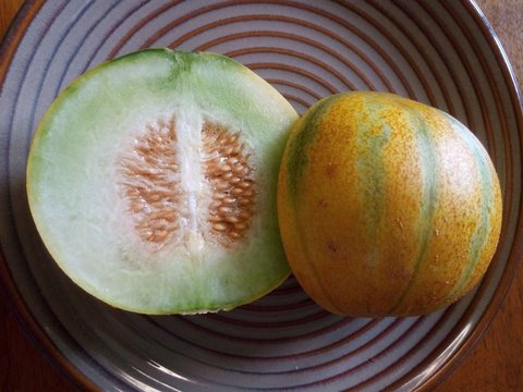 Ha'ogen Melon | plant lust
