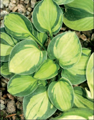 Hosta 'Holy Mouse Ears' | | plant lust