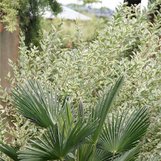 Trachycarpus fortunei 'Wagnerianus' | Trachycarpus wagnerianus | Chusan ...