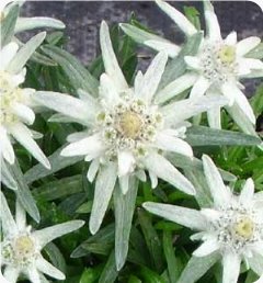 Leontopodium 'Mt. Everest' | Himalayan Edelweiss | plant lust