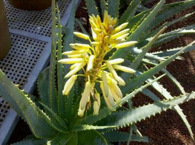Aloe 'Yellow Torch' | plant lust