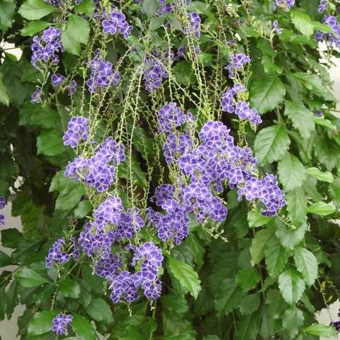 Duranta erecta 'Sapphire' | Duranta plumieri 'Sapphire' | Duranta ...