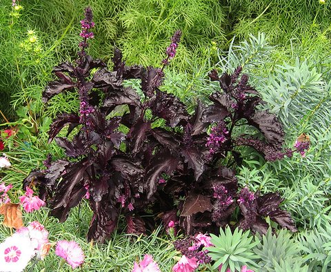 Purple Ruffles Basil | Ocimum 'Purple Ruffles' | plant lust