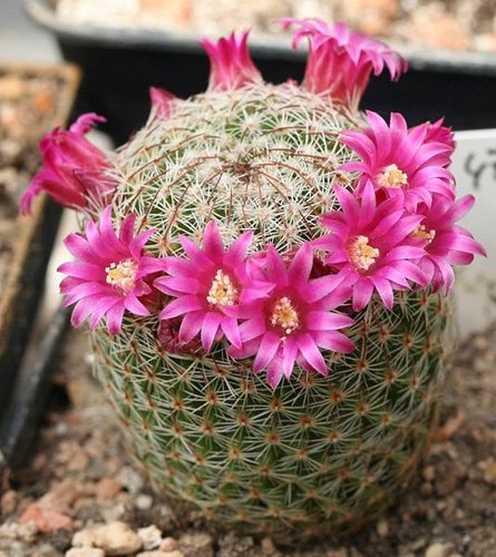 Mammillaria matudae | Mammillaria compacticaulis | Mammillaria matudae ...