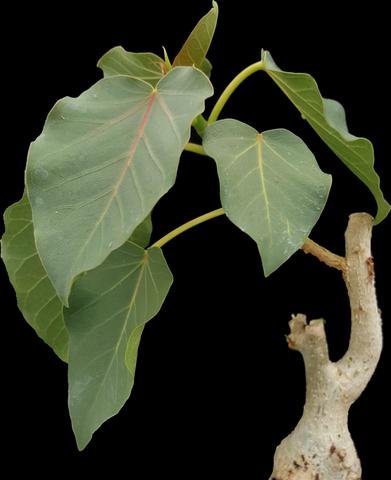 Ficus petiolaris | plant lust