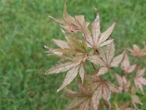 Acer palmatum 'Peve Multicolor' | Peve Multicolor Japanese Maple ...