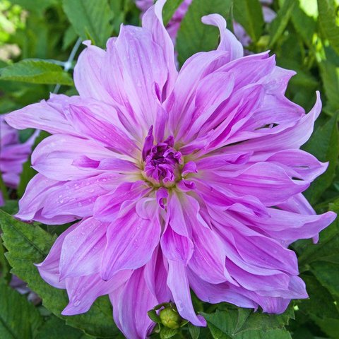 Dahlia 'Lavender Ruffles' | plant lust