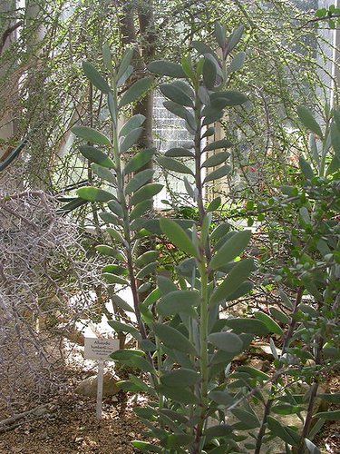 Senecio crassissimus | Vertical Leaf Senecio | plant lust