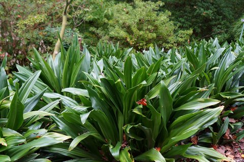 Rohdea japonica | Nippon Lily | Sacred Lily | plant lust