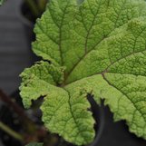 Gunnera tinctoria | Gunnera chilensis | Gunnera scabra | Chilean ...