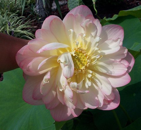 Nelumbo 'Boli Furen' | Lotus 'Perry D Slocum' | Nelumbo 'Mrs. Perry D ...