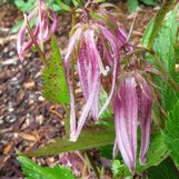 Campanula 'Pink Octopus' PP18885 | Pink Octopus Bellflower | plant lust