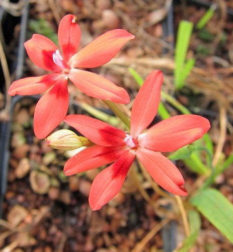 Freesia laxa | Anomatheca laxa | False Freesia | plant lust