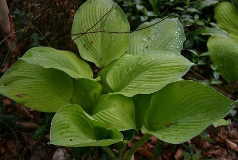 Hosta 'Rascal' | | plant lust