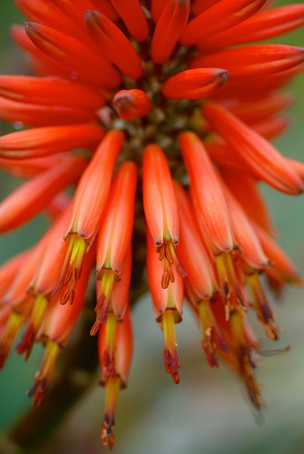 Aloe rupestris | Bottlebrush Aloe | plant lust