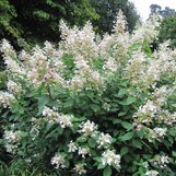 Hydrangea paniculata 'Big Ben' | Big Ben Panicle Hydrangea | Big Ben Tree Hydrangea | plant lust