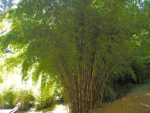 Borinda macclureana | Fargesia macclureana | Clumping Bamboo | plant lust