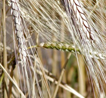 Triticum from multiple nurseries on Plant Lust