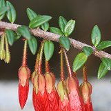 Agapetes serpens | Himalayan Lantern | plant lust