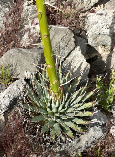 Agave utahensis var. nevadensis | Nevada Agave | Utah Agave | plant lust