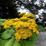Telanthophora grandifolia | Giant Groundsel | plant lust