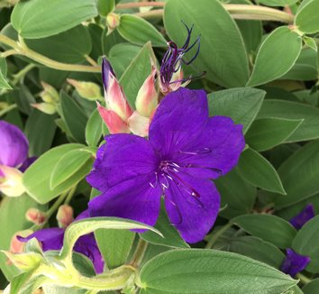 Tibouchina from multiple nurseries on Plant Lust