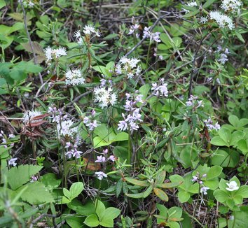 Ledum from multiple nurseries on Plant Lust