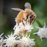 Baccharis salicifolia | Mule Fat | Mulefat | plant lust
