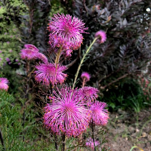Isopogon formosus | Rose Coneflower | plant lust