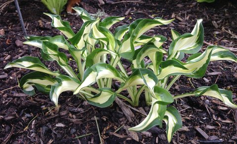 Hosta 'Little Caesar' | | plant lust