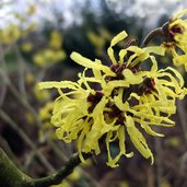Hamamelis 'Rochester' | Hamamelis x 'Rochester' | Hamamelis x ...