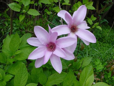 Magnolia 'Apollo' | | plant lust