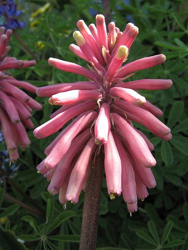 Veltheimia bracteata | Veltheimia viridifolia | Forest Lily | plant lust