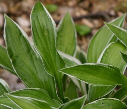 Hosta 'See Saw' | plant lust