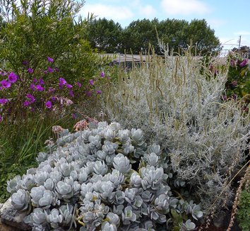 Stoebe from multiple nurseries on Plant Lust