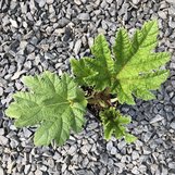 Gunnera tinctoria | Gunnera chilensis | Gunnera scabra | Chilean ...