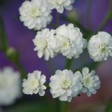 Achillea ptarmica 'Angel's Breath' | Achillea 'Angel's Breath' | Angel ...