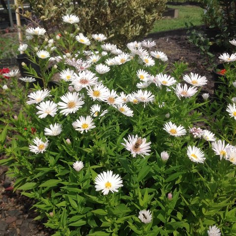 Symphyotrichum Puff™ White PP15691 | Aster 'Puff White' | Aster novi ...