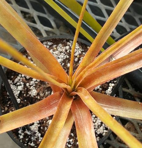 xEnchotia 'Ruby' | Encholirium horridum x Hechtia rosea | Enchotia ...