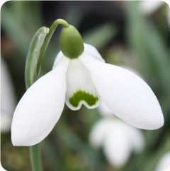 Galanthus 'S. Arnott' | Galanthus 'Sam Arnott' | Sam Arnott Snowdrop ...