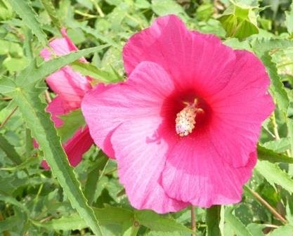 Hibiscus laevis 'Lufkin Red' | Halberdleaf Rosemallow | Lufkin Red ...