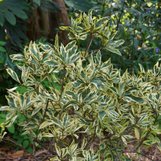 Illicium floridanum 'Shady Lady' | Purple Anise | Shady Lady Variegated ...