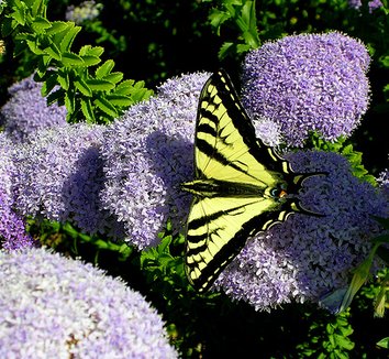 Selago from multiple nurseries on Plant Lust