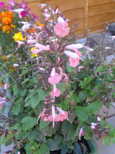Salvia coccinea 'Summer Jewel Pink' | Blood Sage | Hummingbird Sage ...