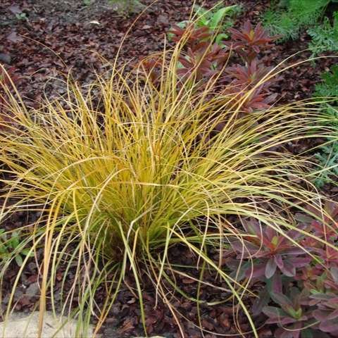 Carex testacea 'Prairie Fire' | Prairie Fire Orange New Zealand Sedge ...