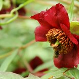Paeonia delavayi | Paeonia franchetti | Tree Peony | plant lust